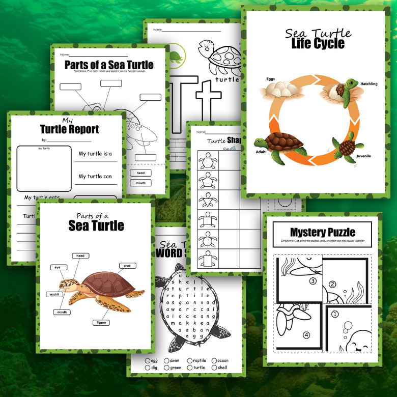 Turtle Worksheets Turtle Labeling Diagram Parts Of A Box Turtle